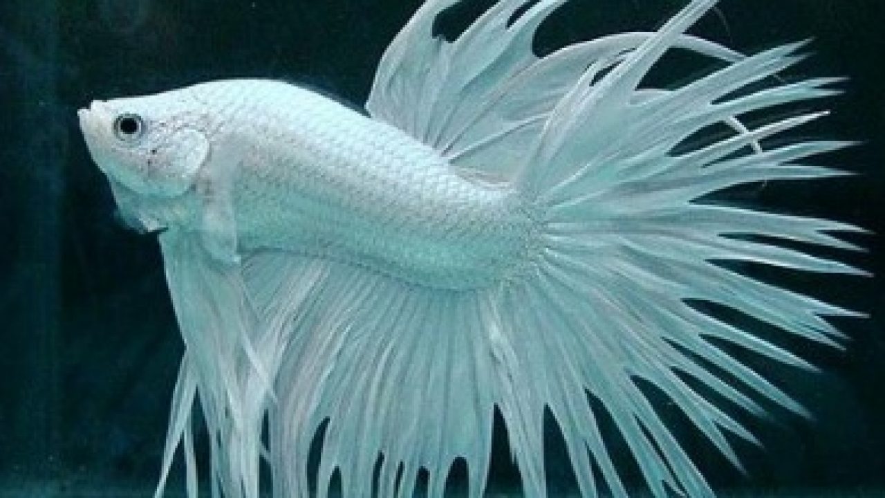 Jenis Ikan Cupang Serit