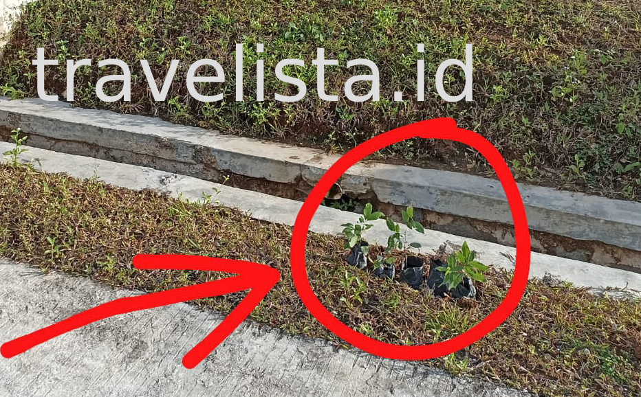 Bercocok Tanam Di Lahan Yang Tandus. Berani Coba? - Travelista